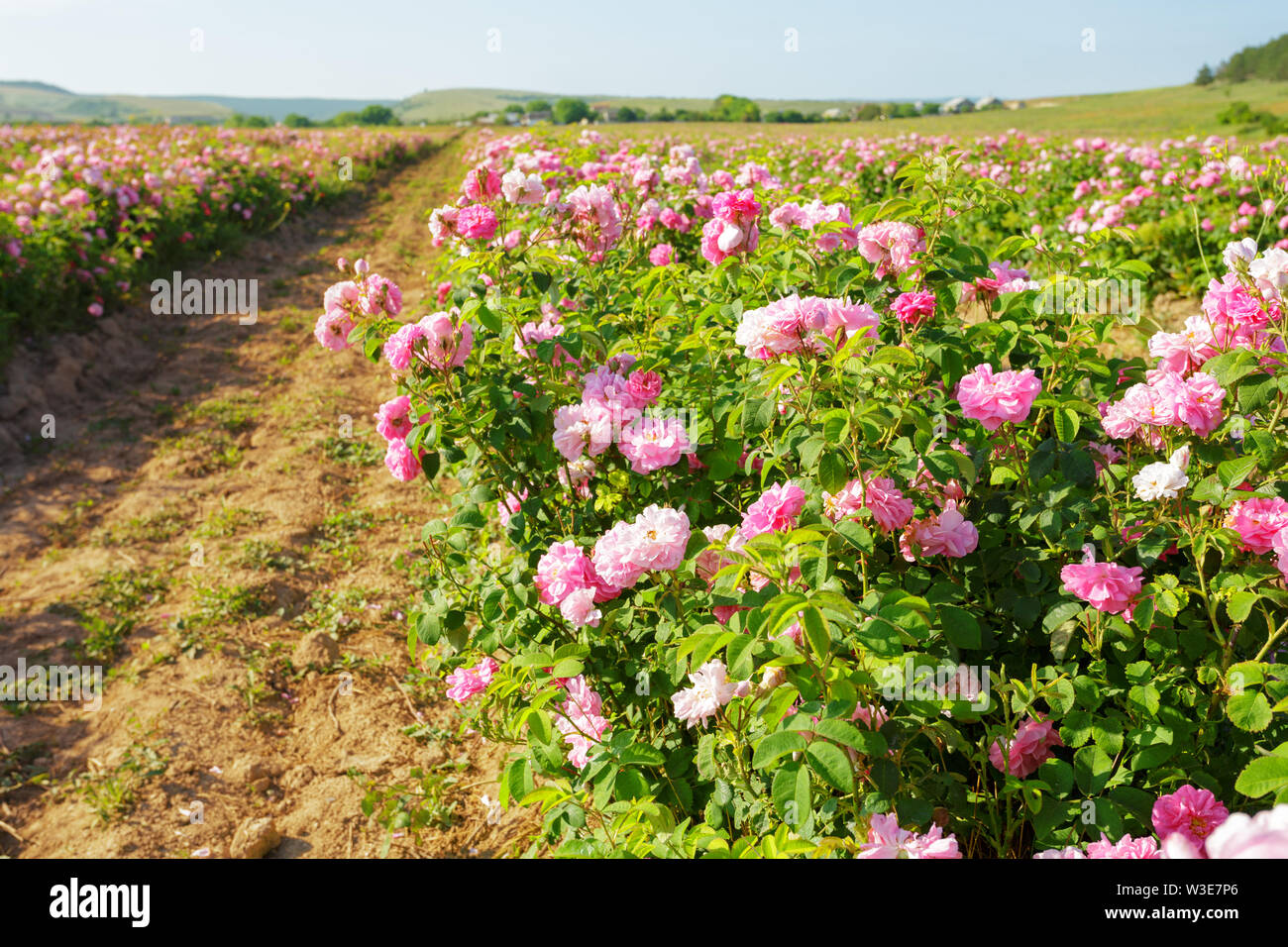 Field of roses Stock Photo - Alamy