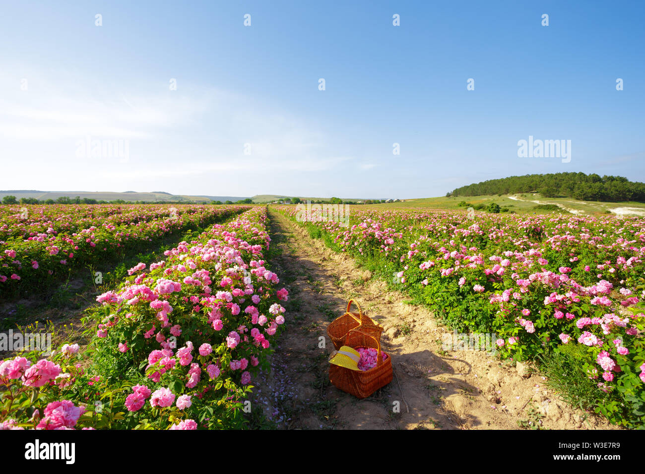 Field of roses Stock Photo - Alamy