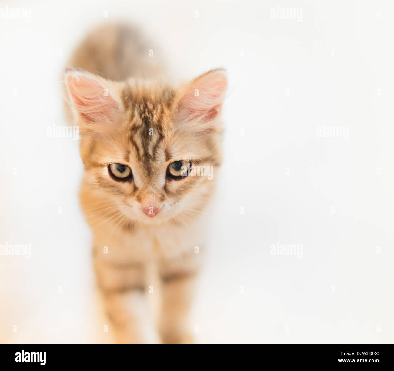 Portrait of young red serious cat at light background. Purebred ...