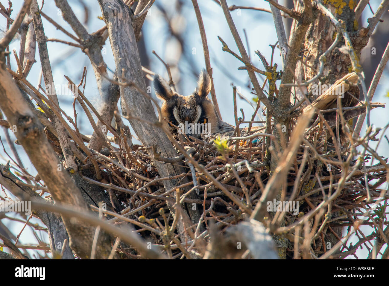 Long eared owl nesting (Asio otus) Owl in nest Stock Photo - Alamy