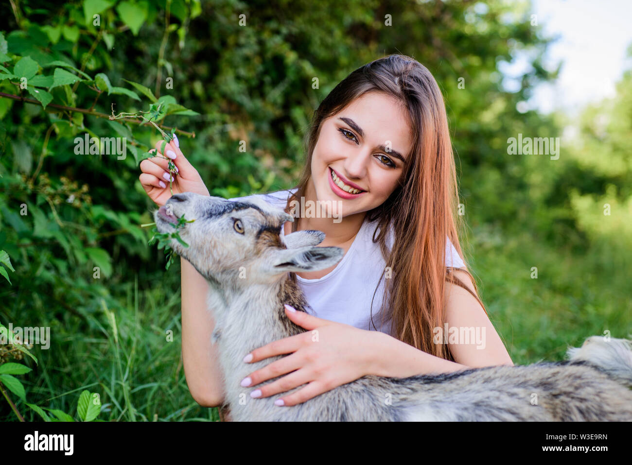 veterinarian care lamb goat. woman vet feeding goat. farm and farming ...