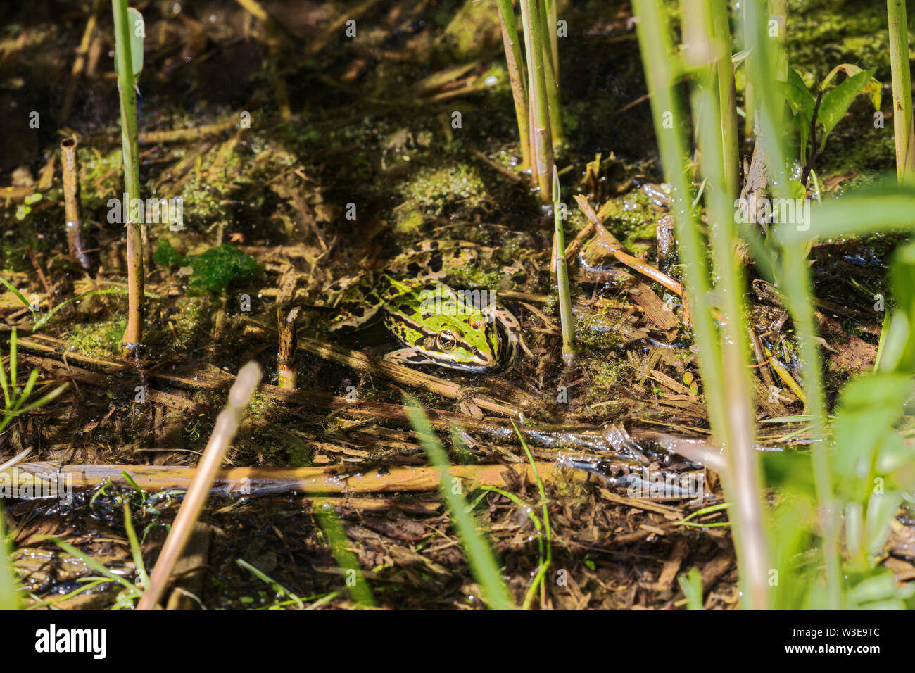Meadow tree frog hi-res stock photography and images - Alamy