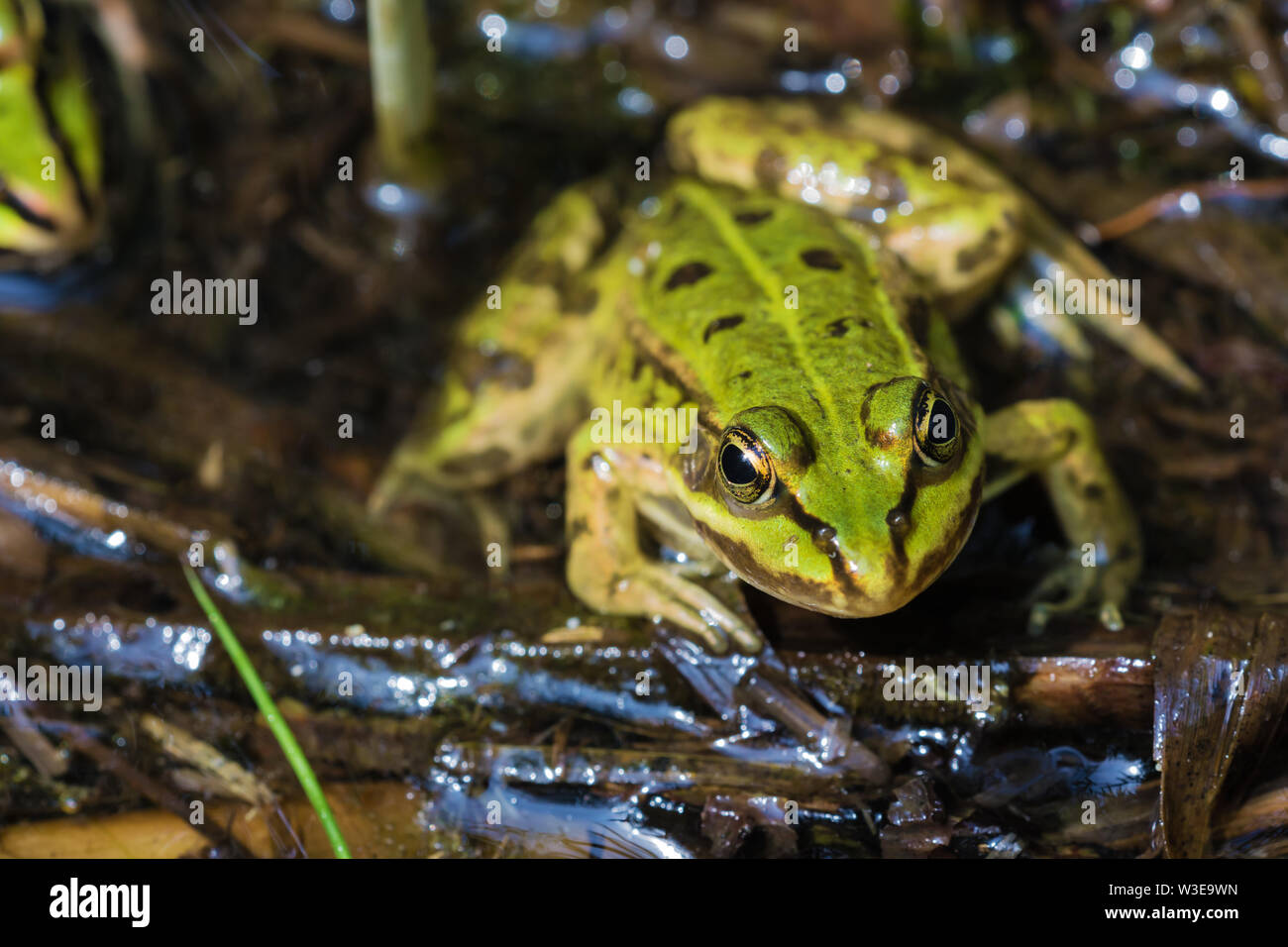 Looking into the eyes of an edible frog in the Plateaux-Hageven reserve ...