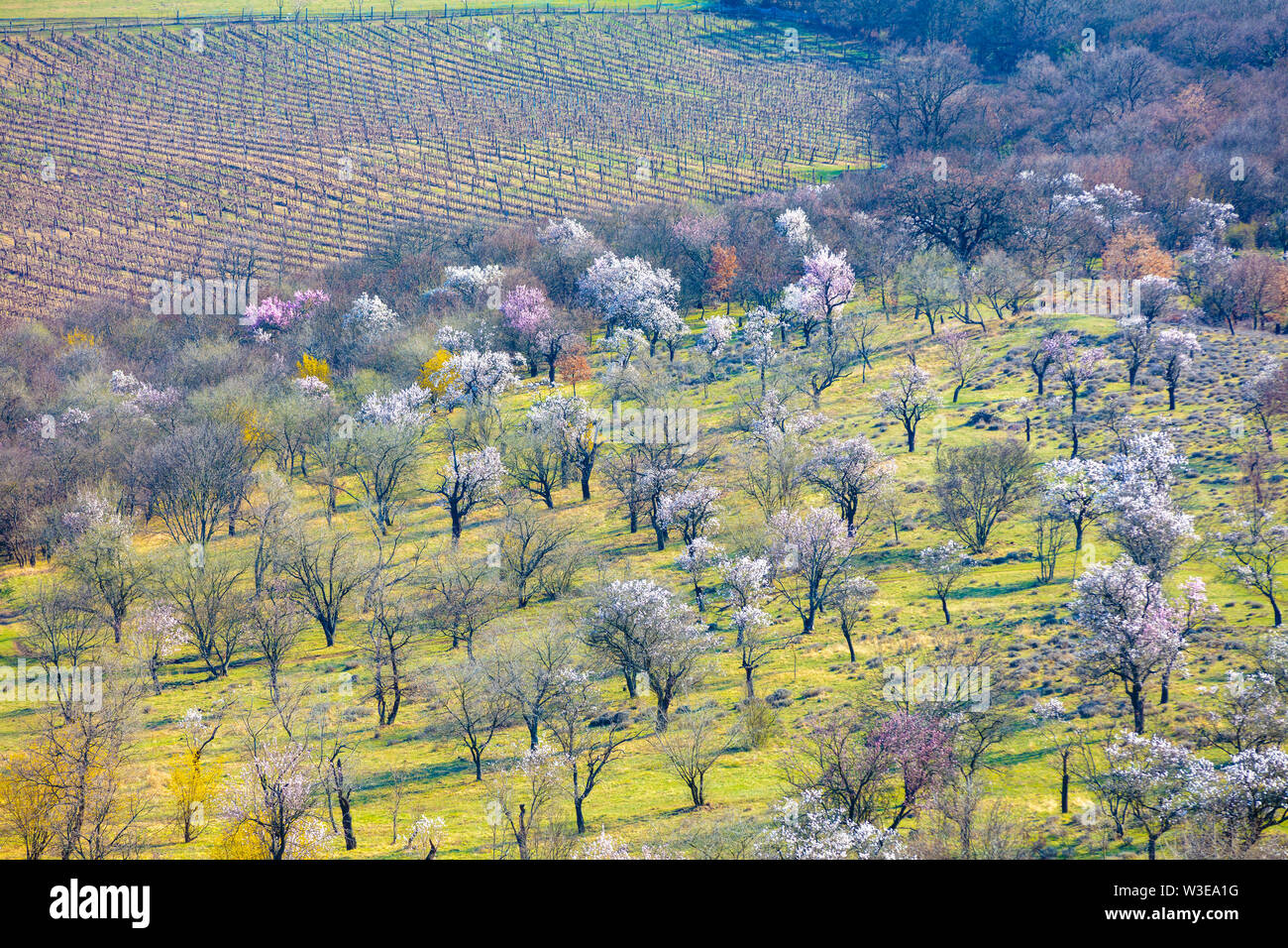 Spring orchard hi-res stock photography and images - Alamy