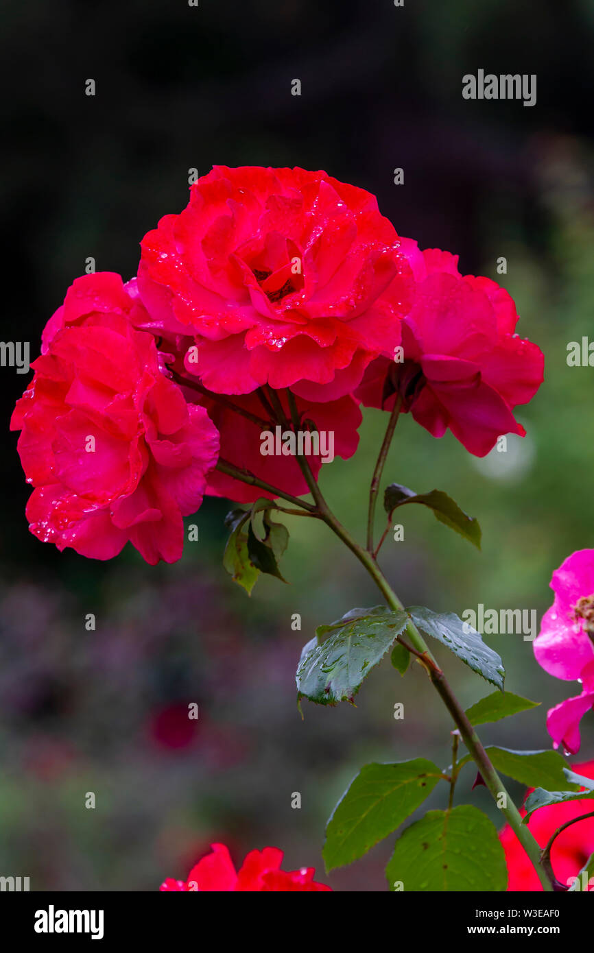 Back garden roses uk hi-res stock photography and images - Alamy