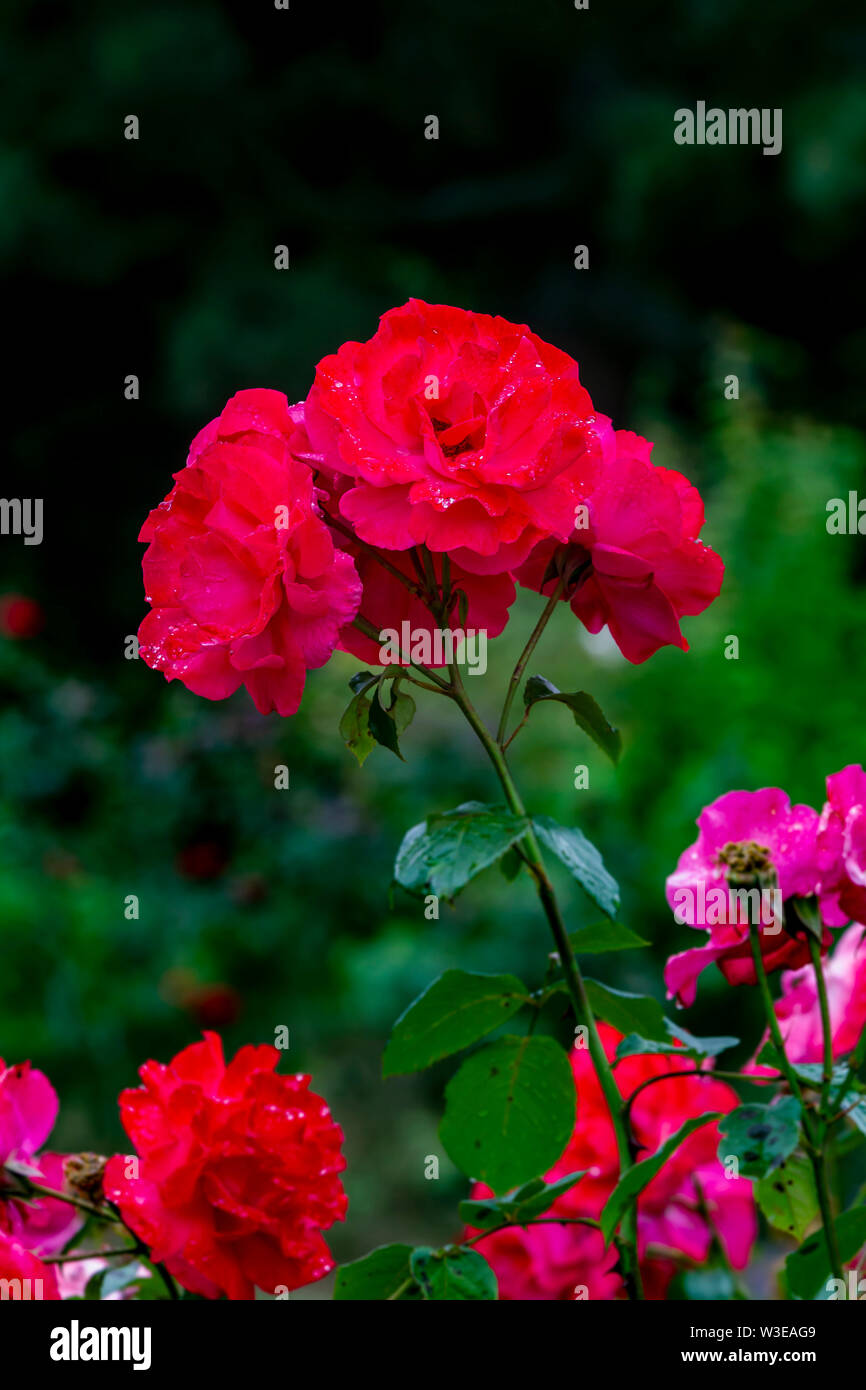 Full blooming red rose growing garden hi-res stock photography and ...