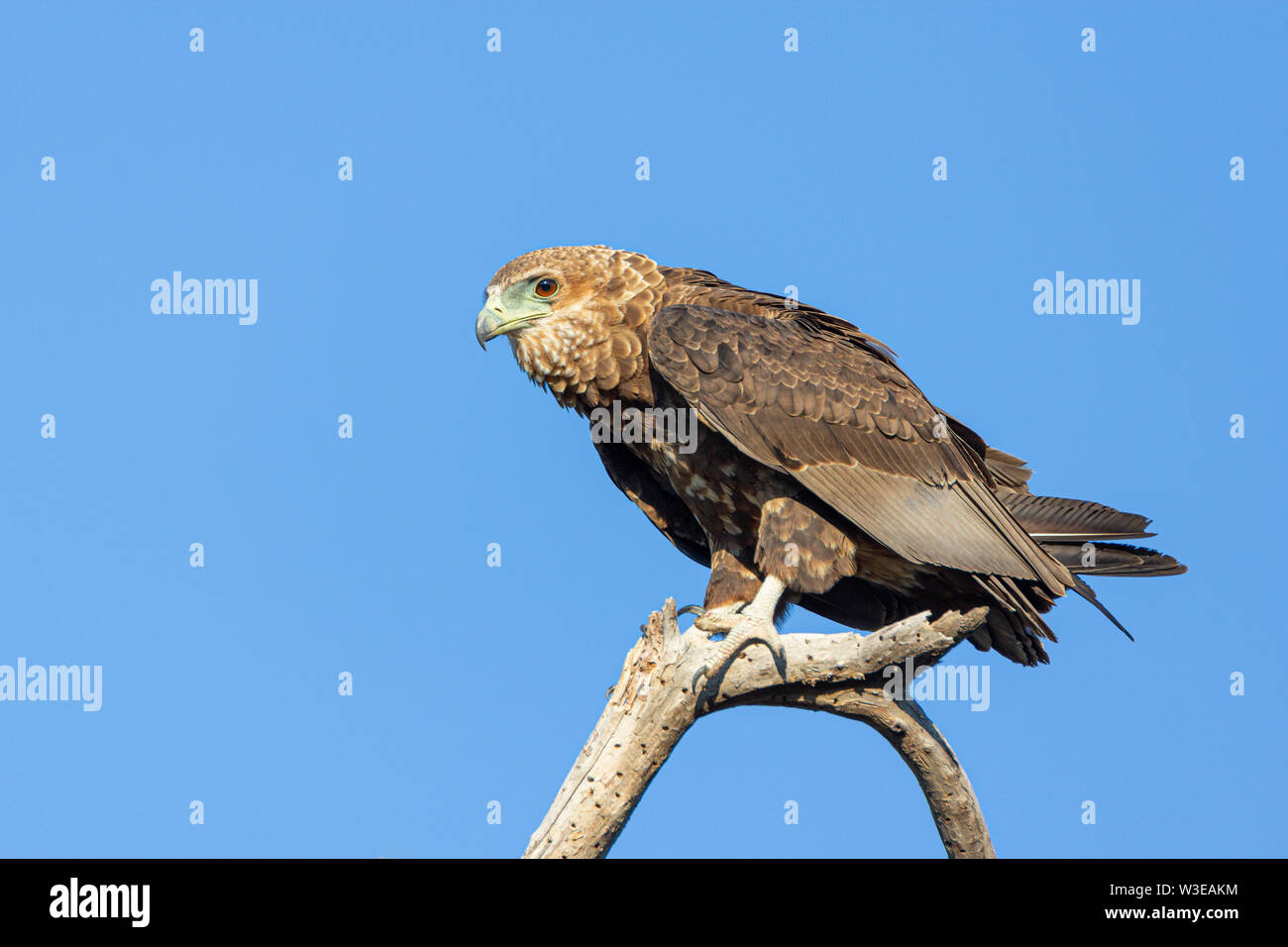 Juvenile bateleur eagle hi-res stock photography and images - Alamy
