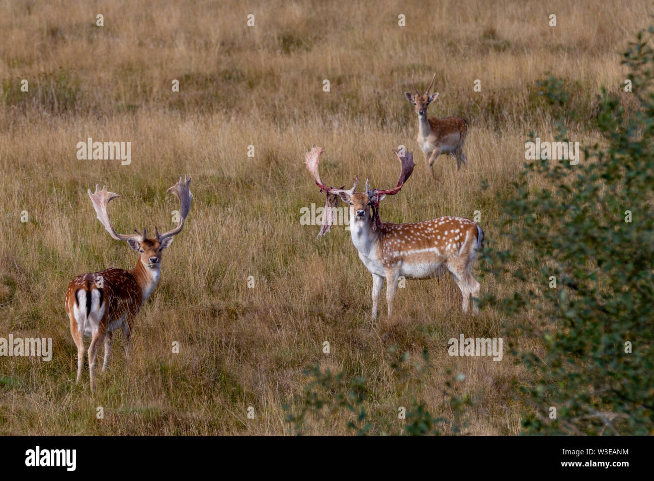 Bleeding antlers hi-res stock photography and images - Alamy
