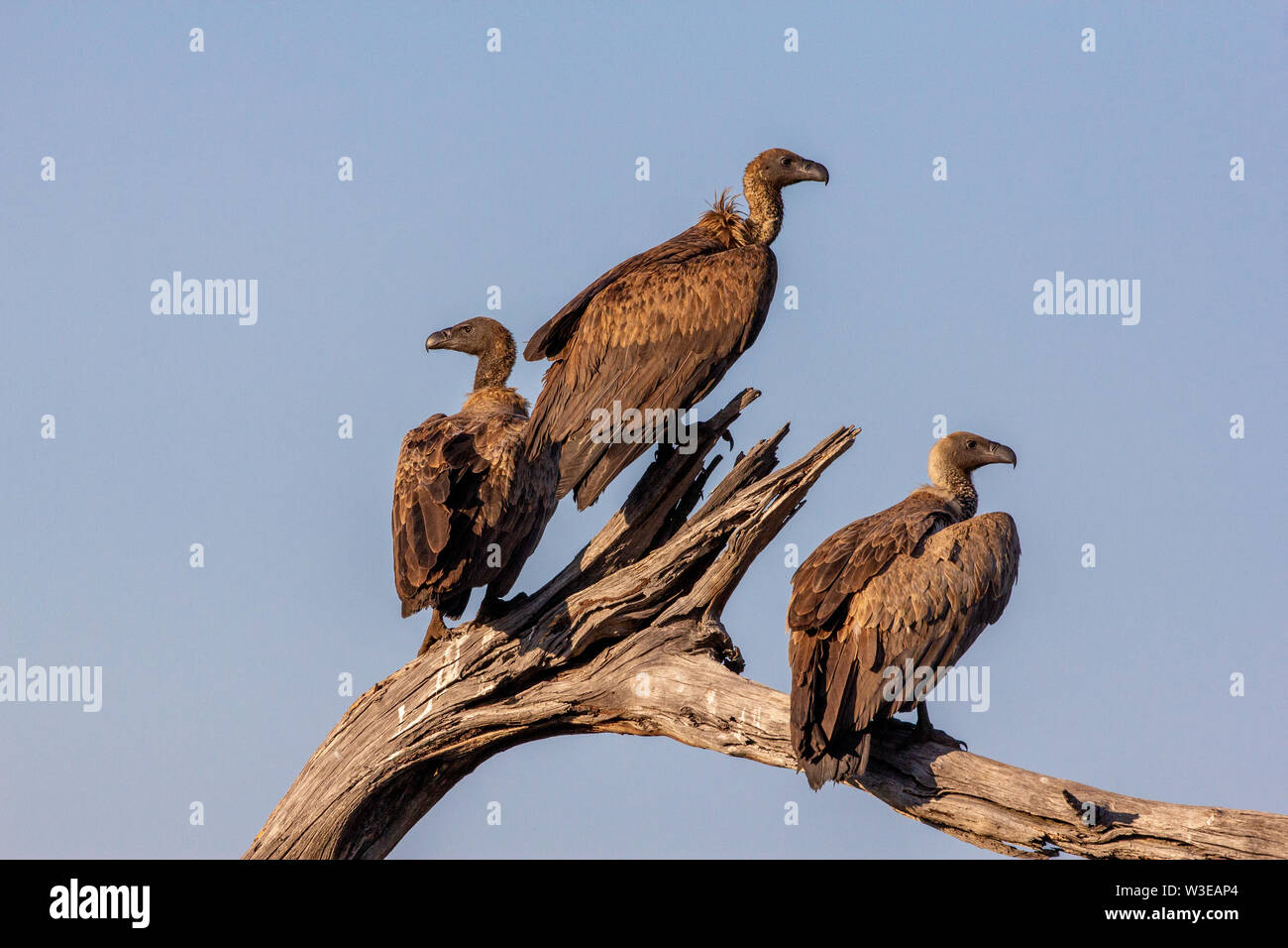 Three white backed vultures resting on a dead tree in Kruger National ...