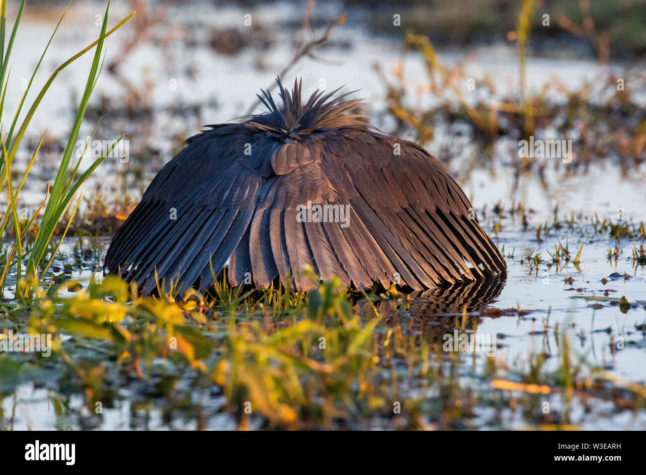 Black egret hi-res stock photography and images - Alamy