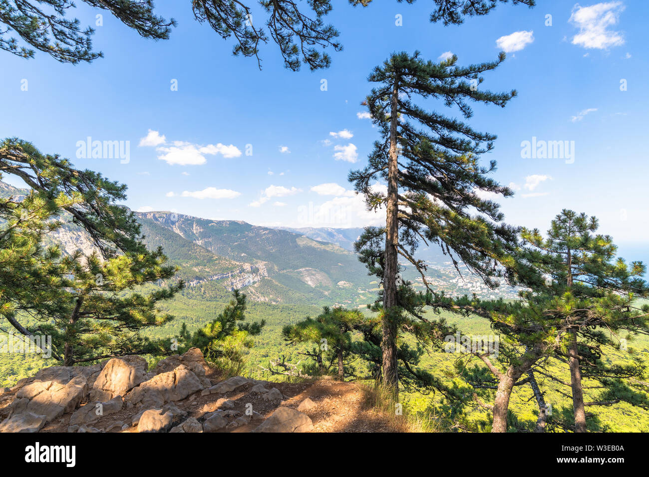 Beautiful pine tree on a mountain in Crimea Stock Photo - Alamy