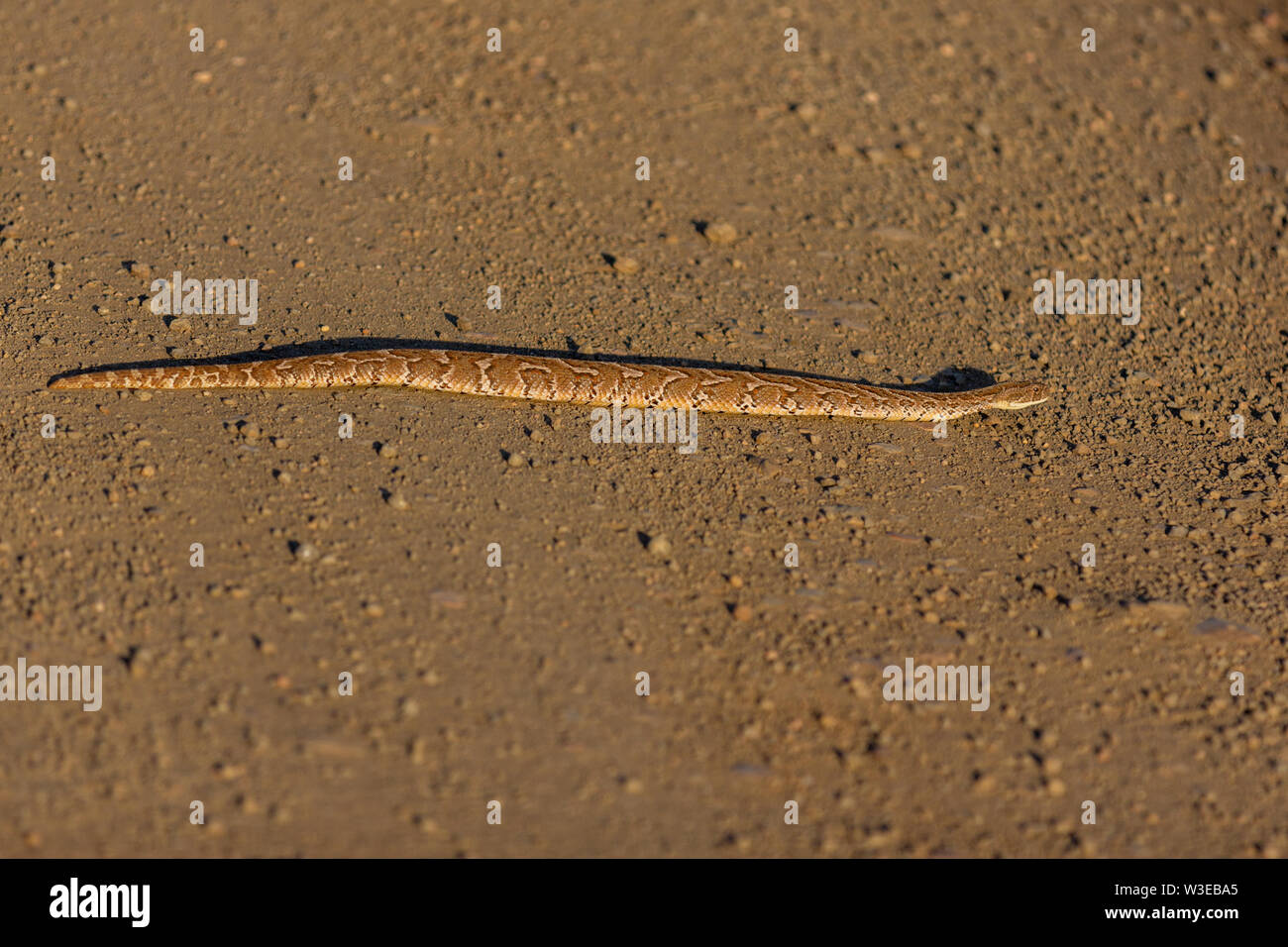 Puff adder african puff adder hi-res stock photography and images - Alamy