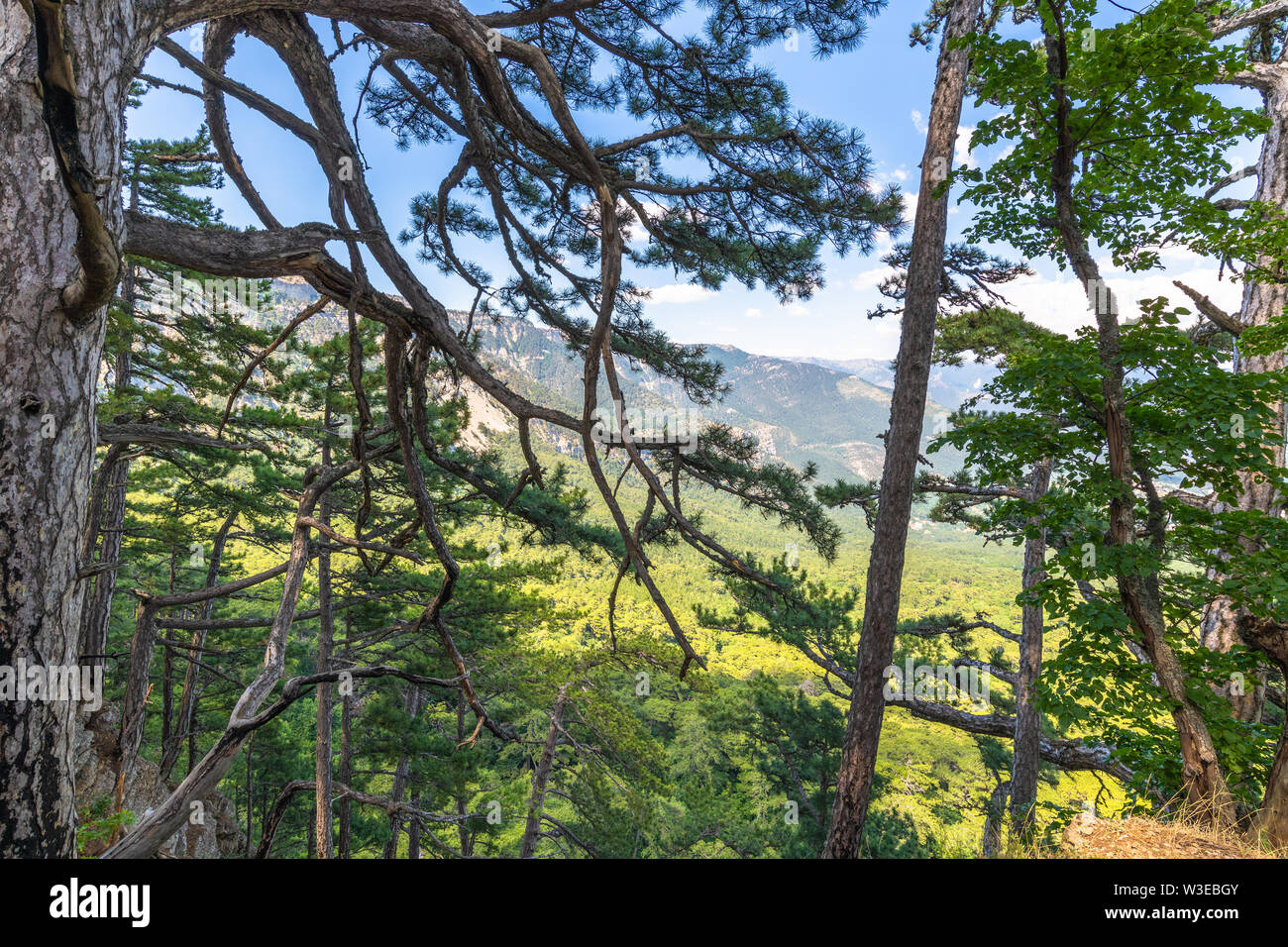 Beautiful pine tree mountain hi-res stock photography and images - Alamy