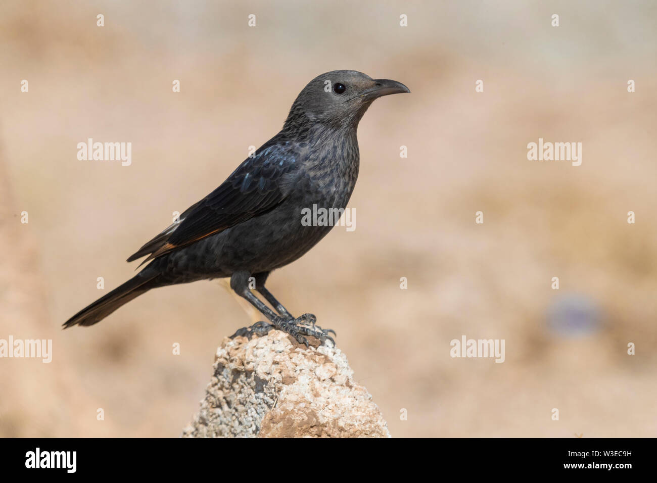 Female starling hi-res stock photography and images - Alamy