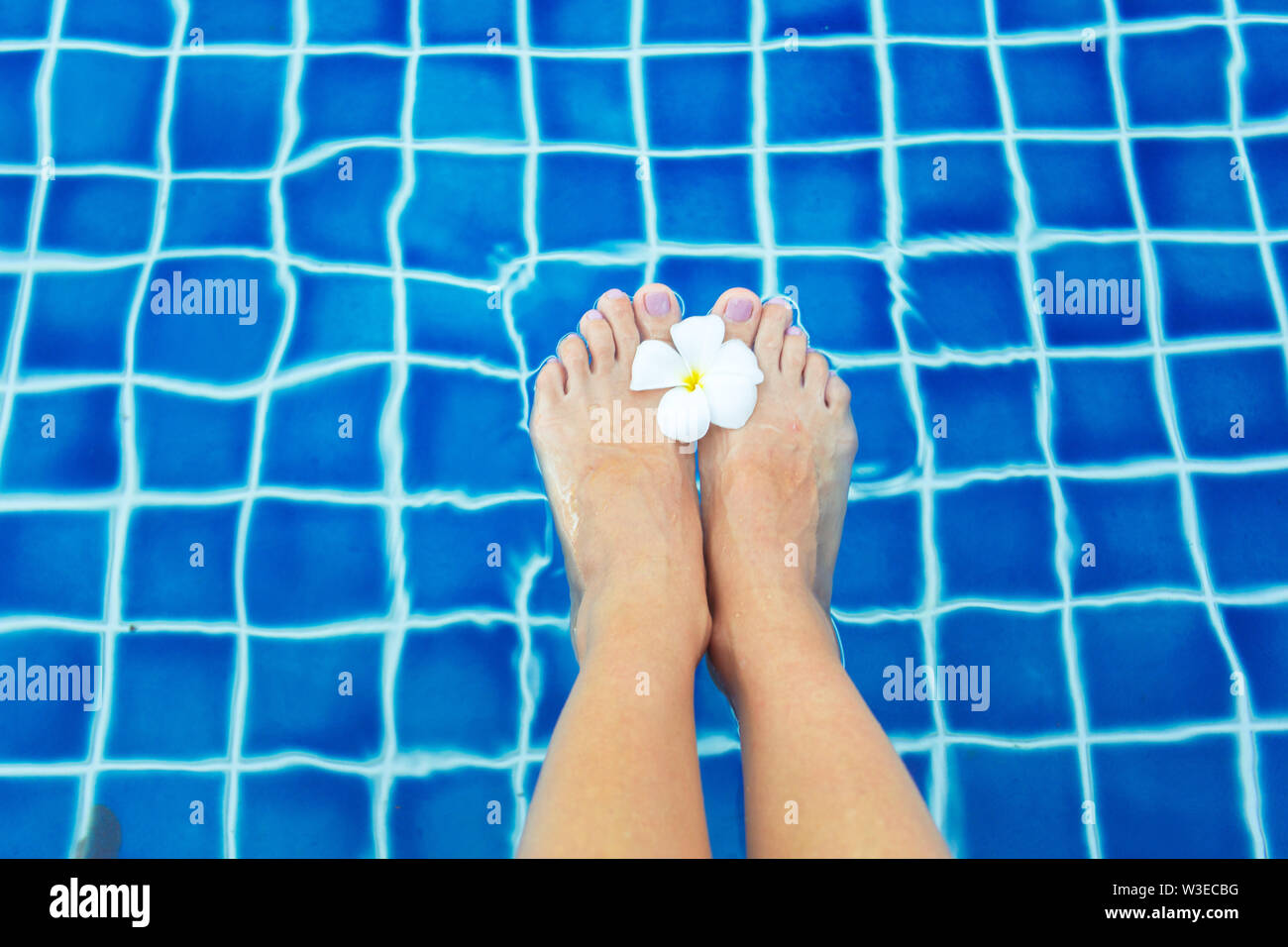 Floating frangipani flowers in the pool Stock Photo - Alamy