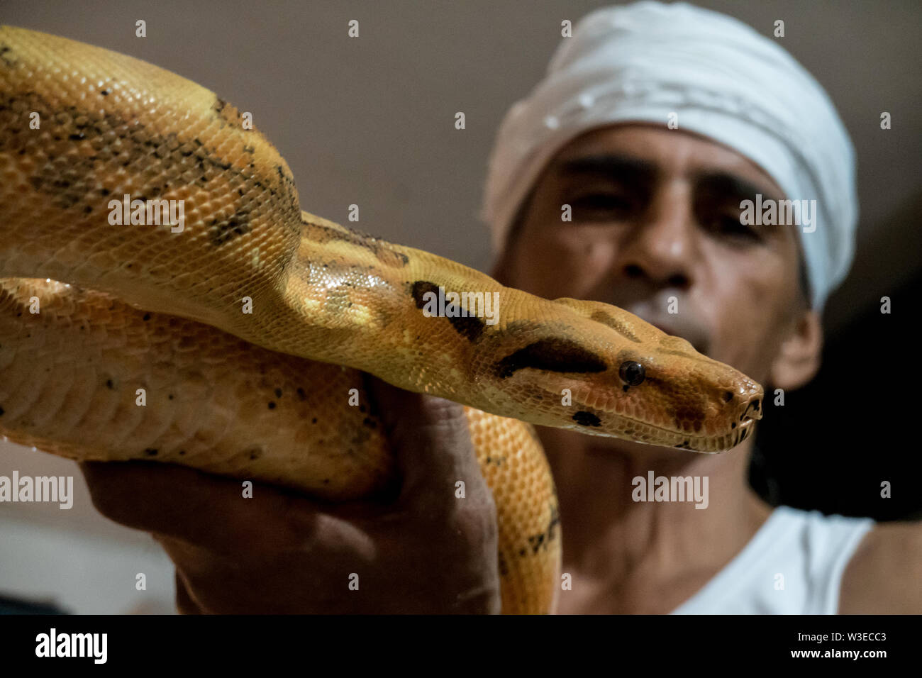 Karmei Yosef, Israel. 15th July, 2019. Israeli snake handler, breeder ...