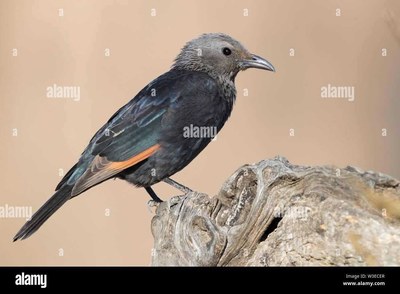 Female starling hi-res stock photography and images - Alamy