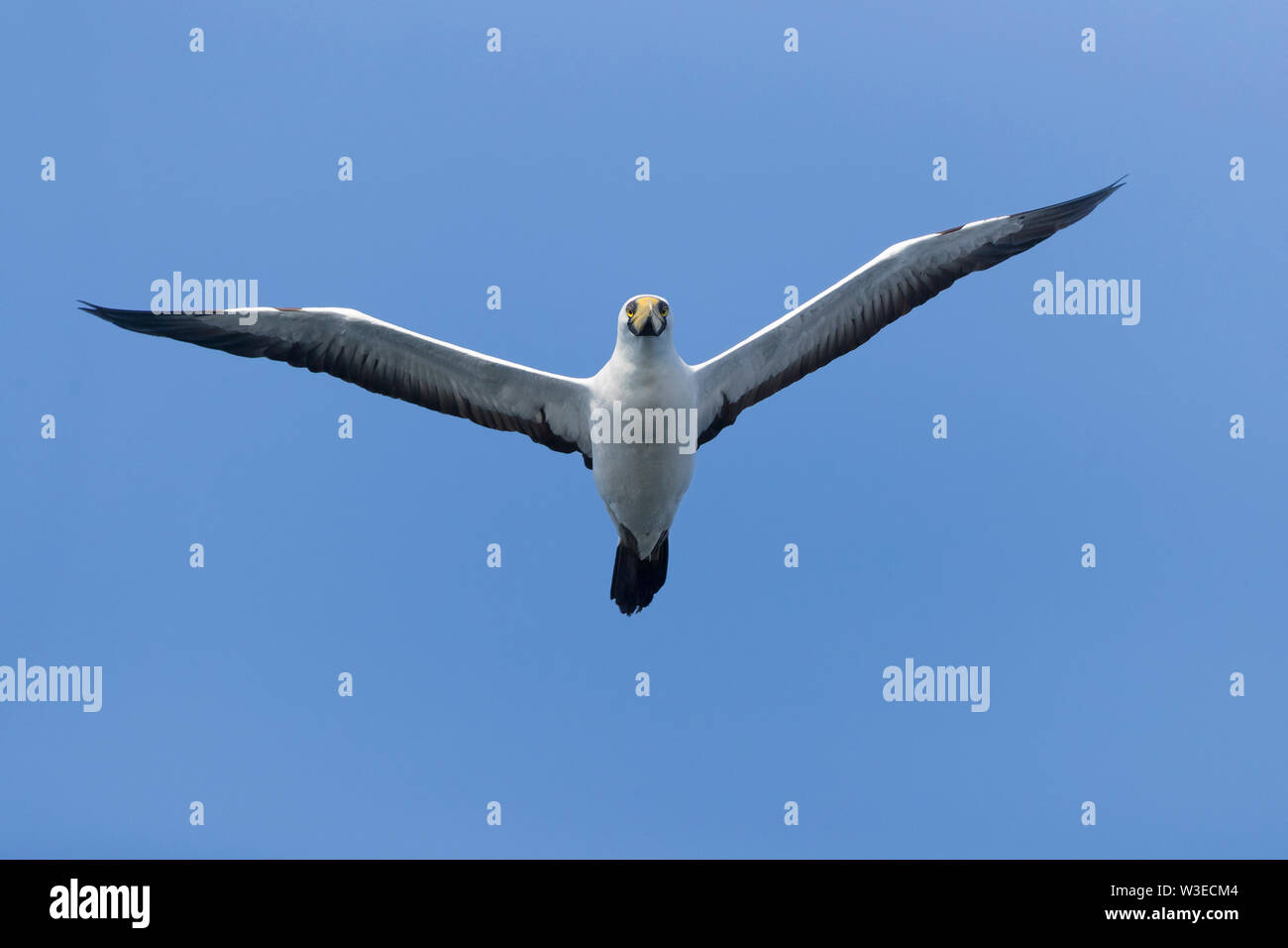 Masked booby hi-res stock photography and images - Alamy