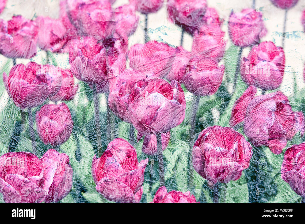 Colorful pink tulips as design Stock Photo - Alamy