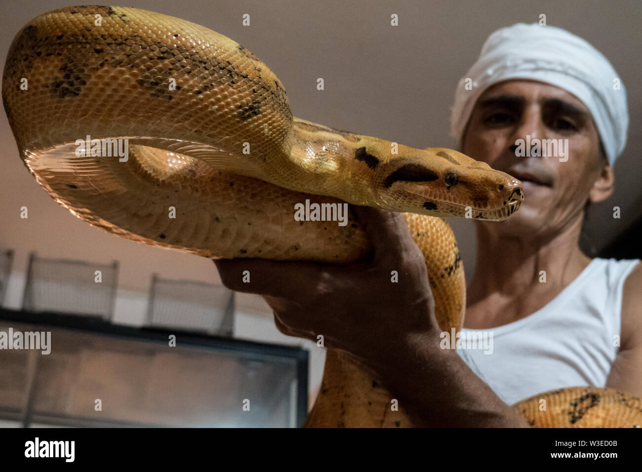 Karmei Yosef, Israel. 15th July, 2019. Israeli snake handler, breeder ...