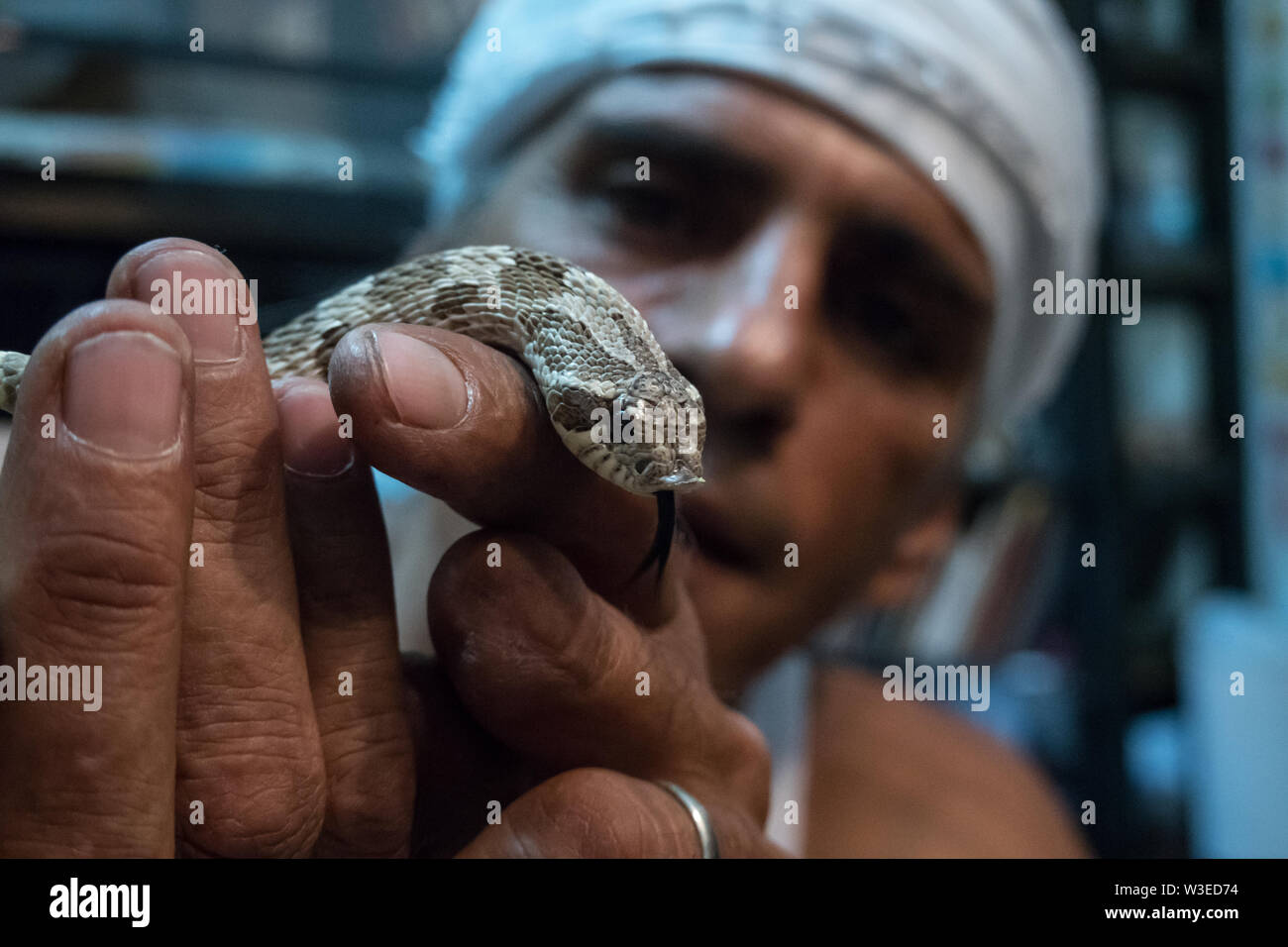 Karmei Yosef, Israel. 15th July, 2019. Israeli snake handler, breeder ...
