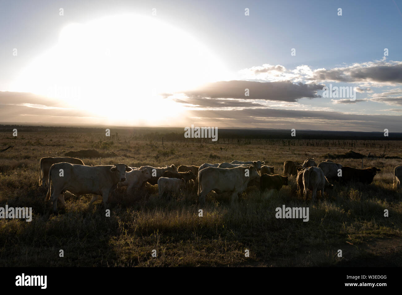 Queensland cattle country hi-res stock photography and images - Alamy