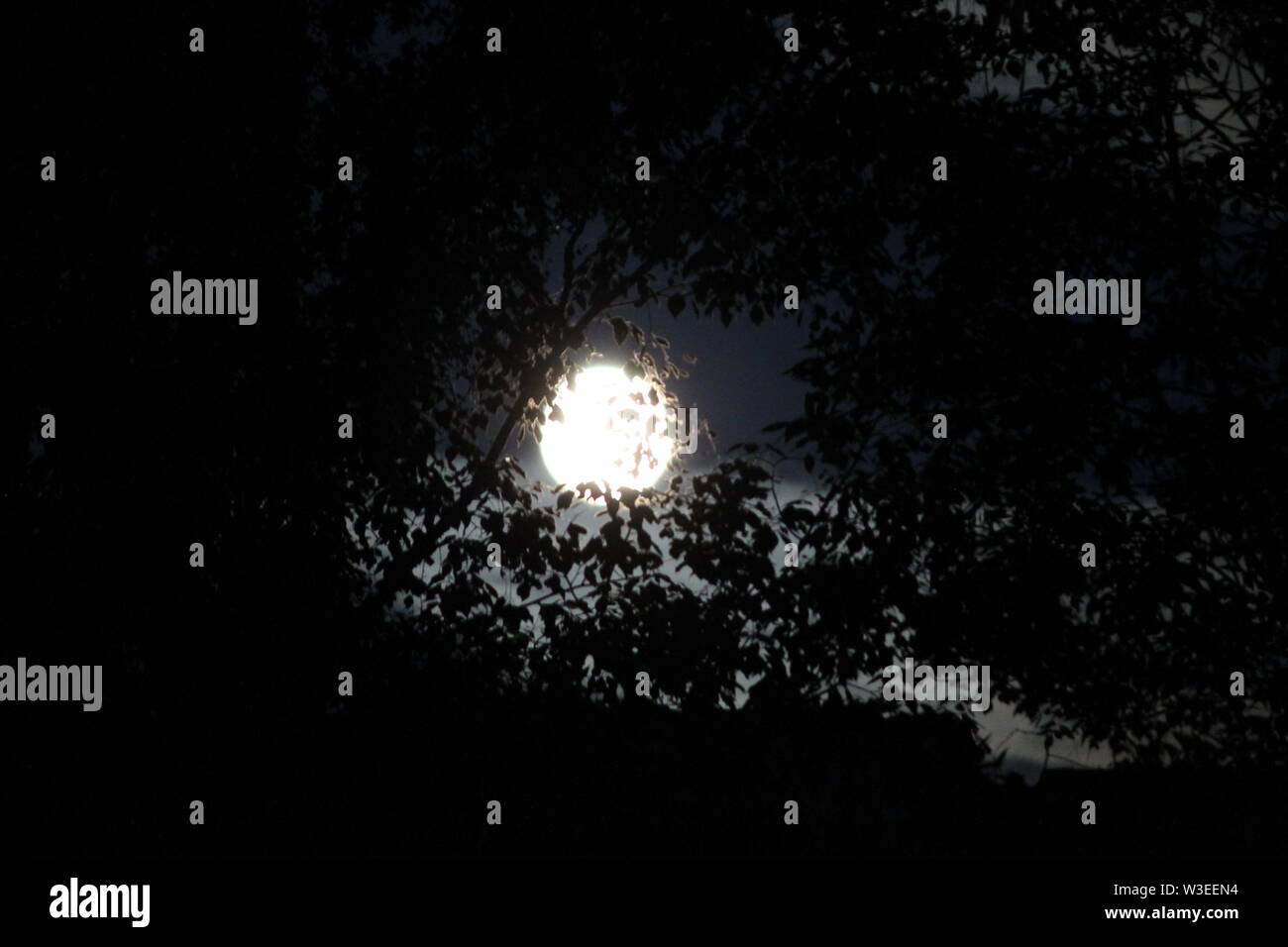 Night Sky With Moon And Trees