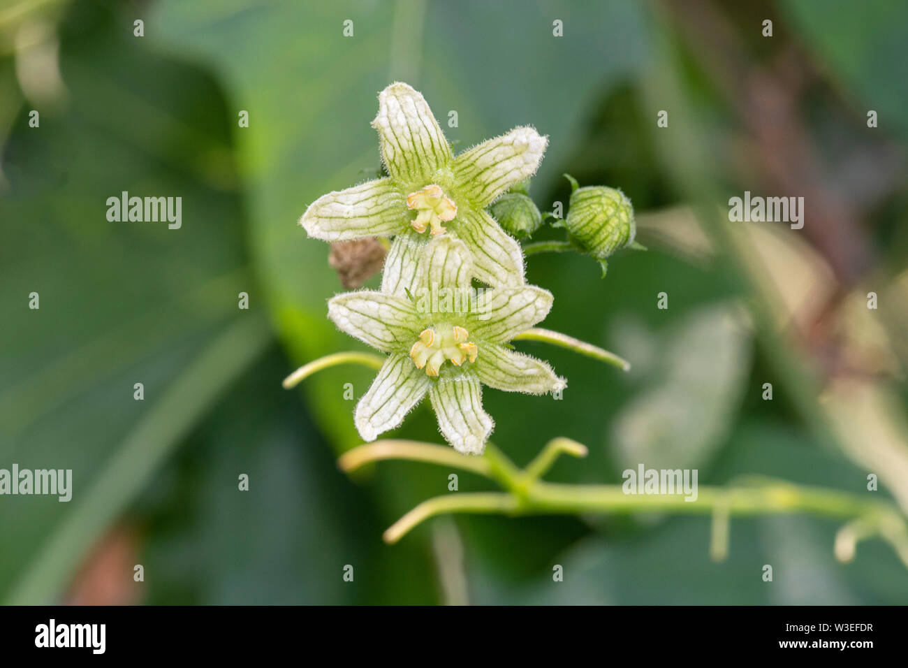 Black bryony dioscorea communis hi-res stock photography and images - Alamy
