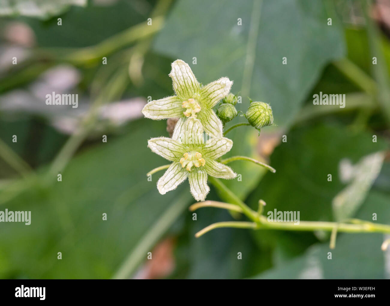 Black bryony dioscorea communis hi-res stock photography and images - Alamy