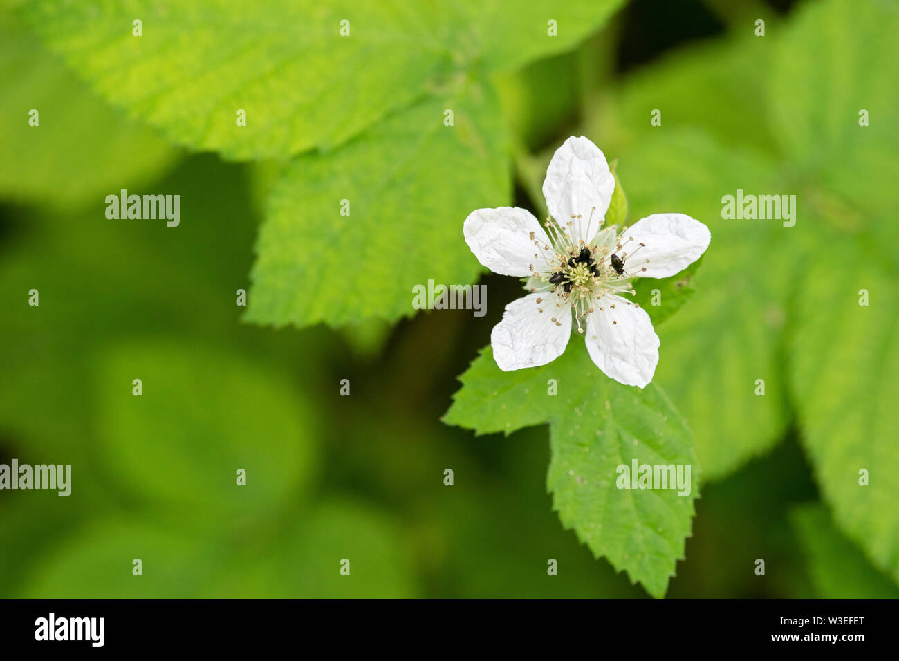 Bramble bushes flower hi-res stock photography and images - Alamy
