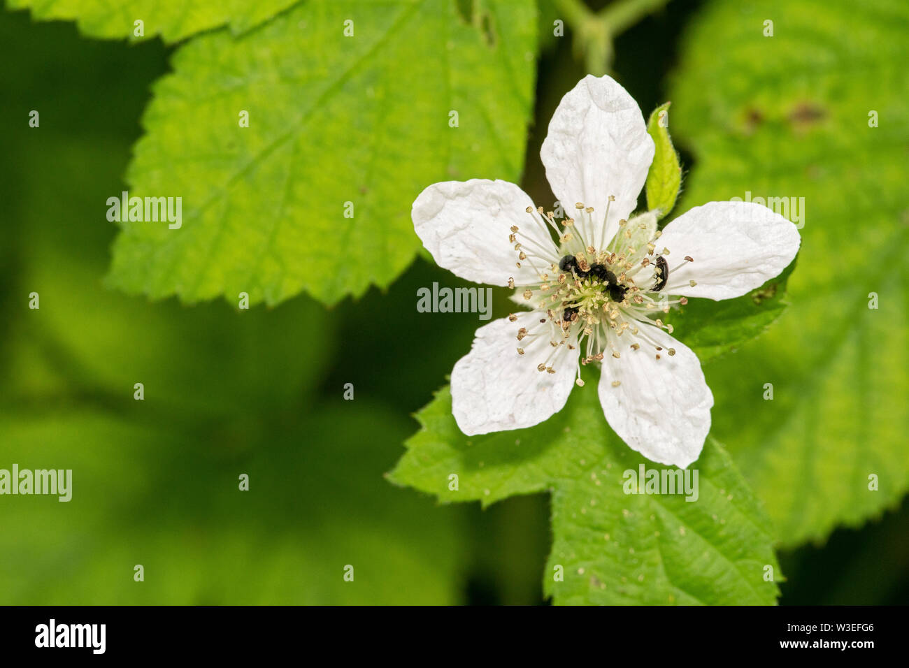 Bramble bushes flower hi-res stock photography and images - Alamy