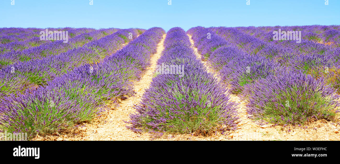 Lavender field banner Stock Photo - Alamy