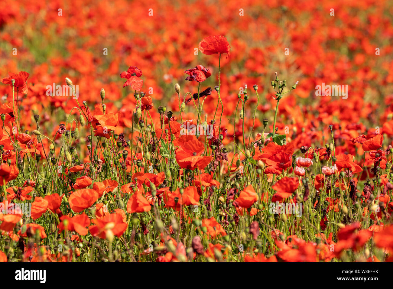 common poppy, Burnham Norton, Norfolk, United Kingdom 29 June 2019 ...