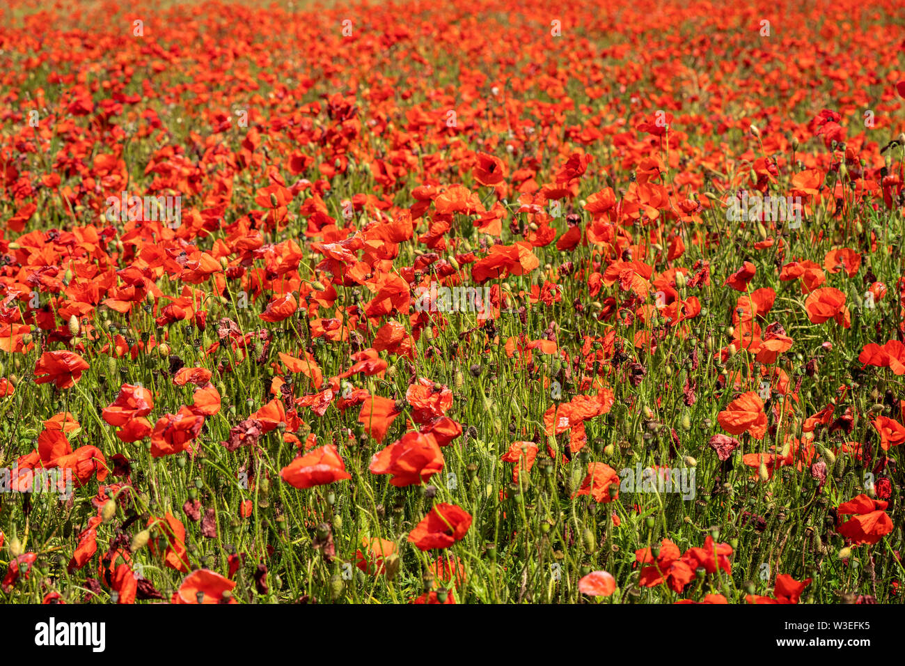 Norton common nature reserve hi-res stock photography and images - Alamy