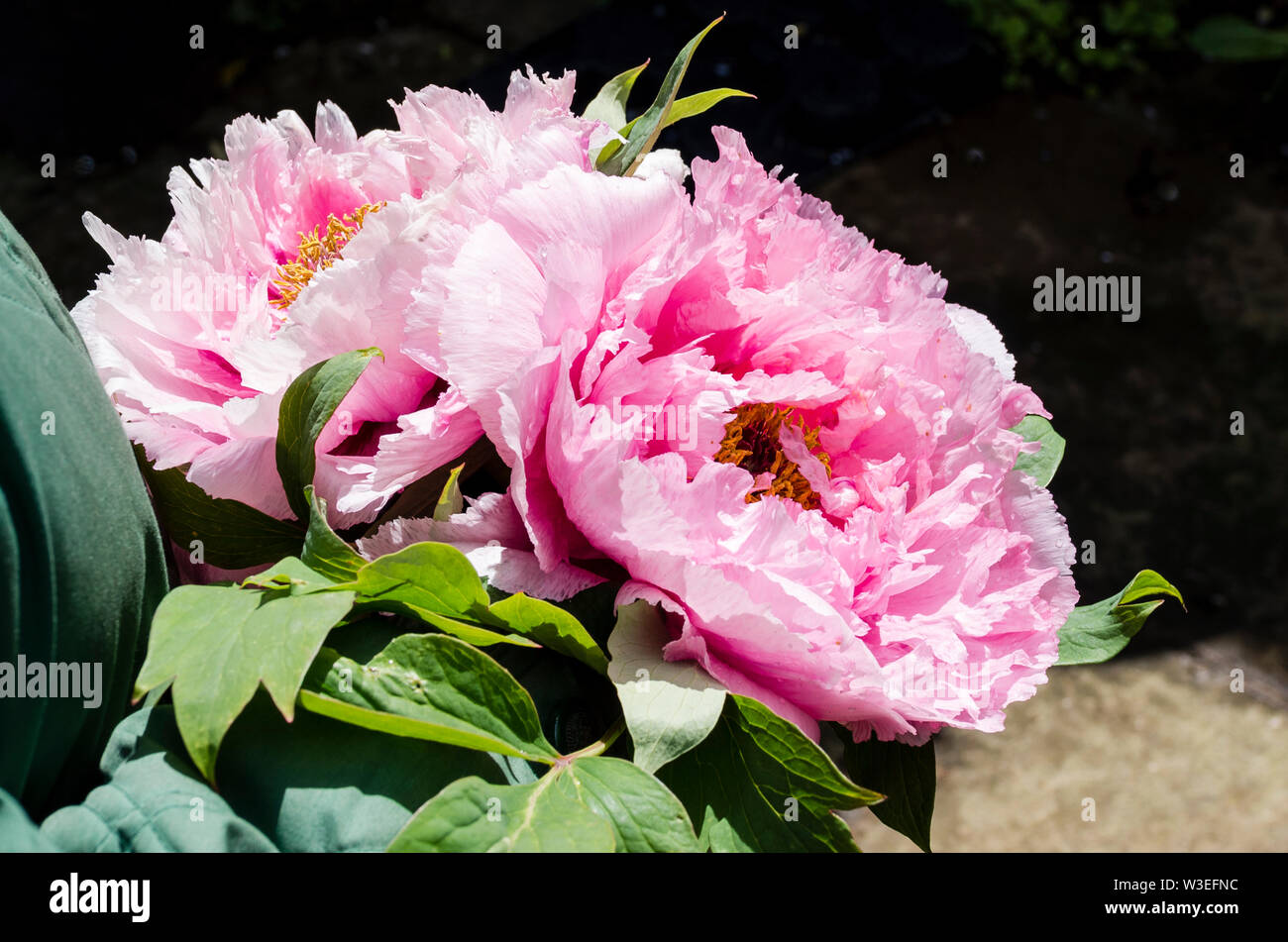 Tree peonies hi-res stock photography and images - Alamy