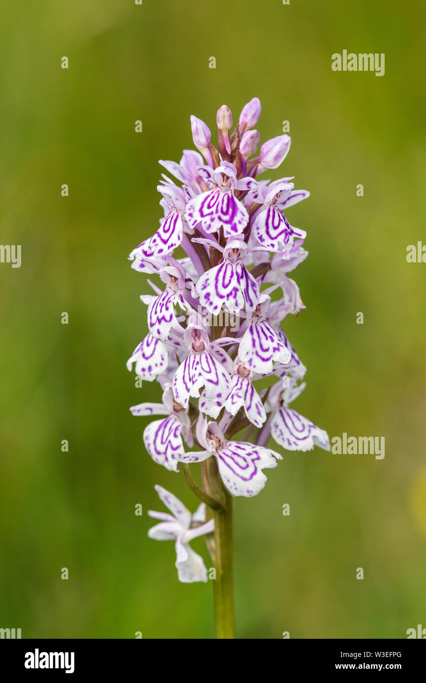 Common Swamp Orchid High Resolution Stock Photography and Images - Alamy