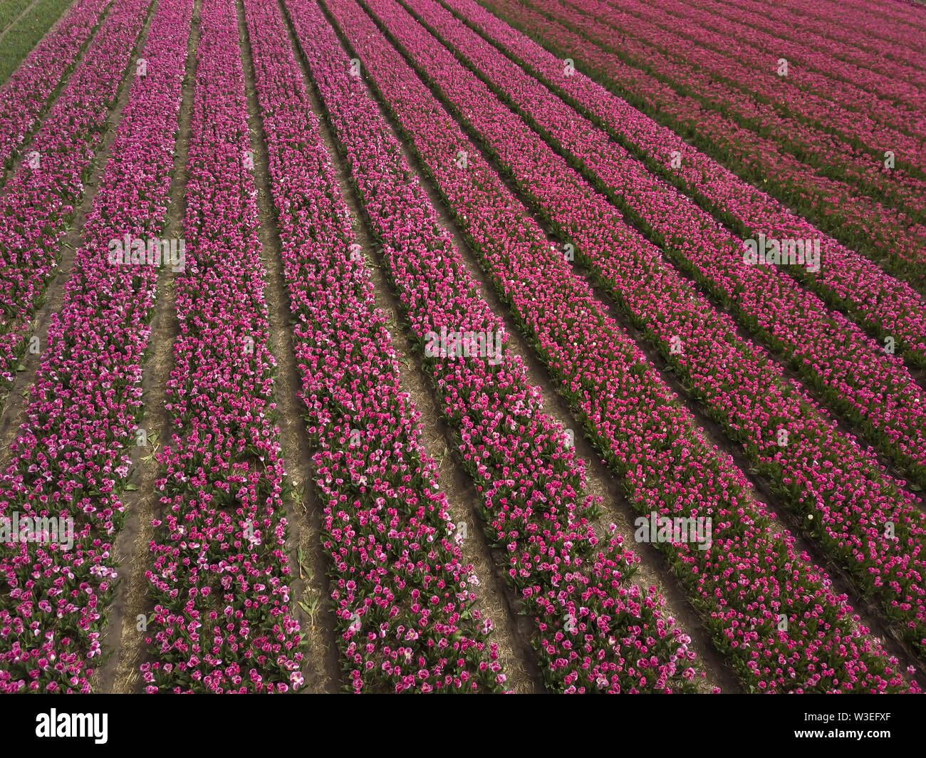 Keukenhof aerial hi-res stock photography and images - Alamy