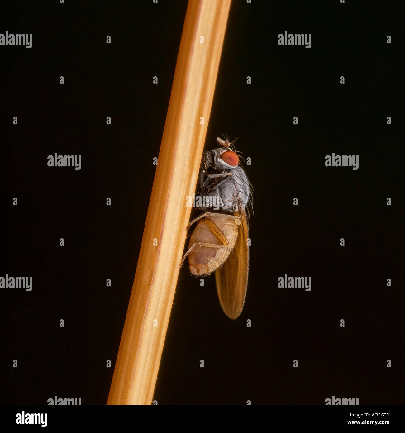 Creepy fly hi-res stock photography and images - Alamy