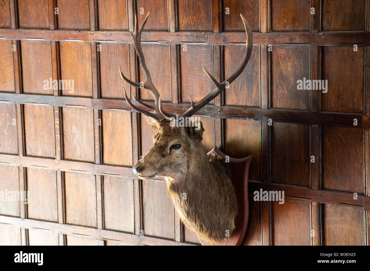 Dead deer hanging hi-res stock photography and images - Alamy