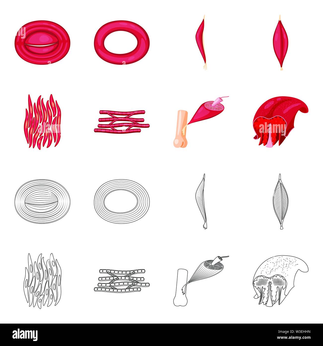 Vector design of fiber and muscular icon. Set of fiber and body stock ...