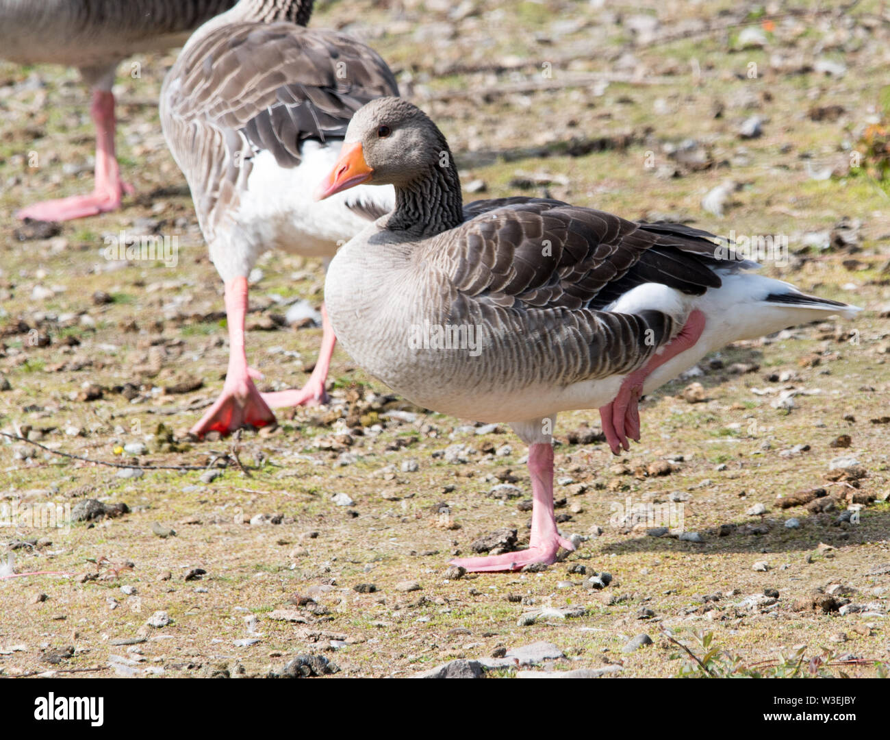 Greylag Goose (Anser anser Stock Photo - Alamy