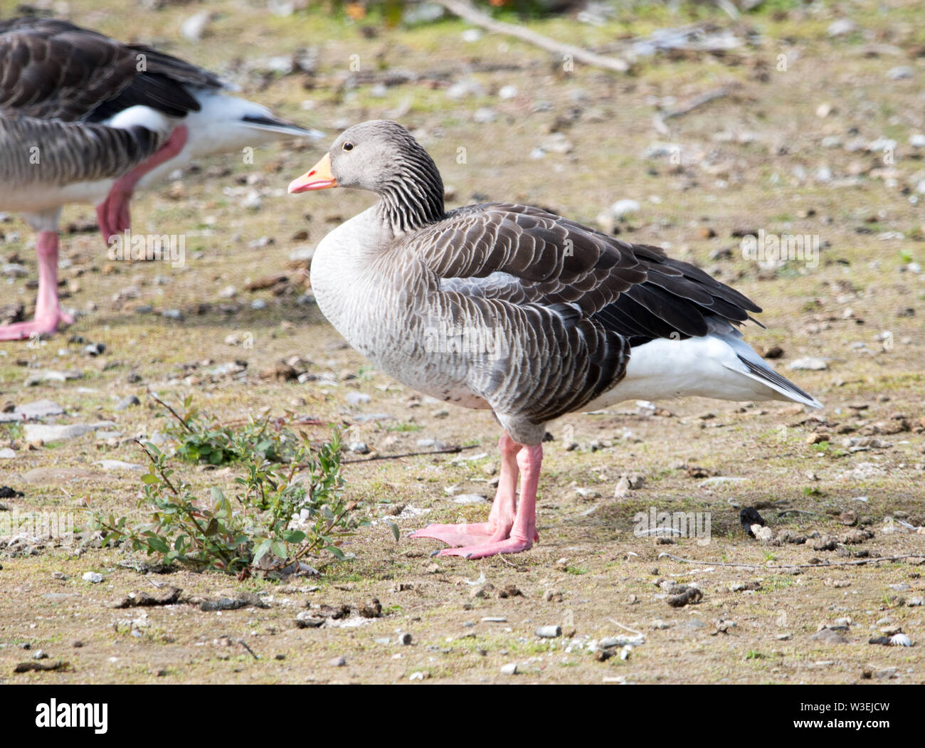 Greylag Goose (Anser anser Stock Photo - Alamy
