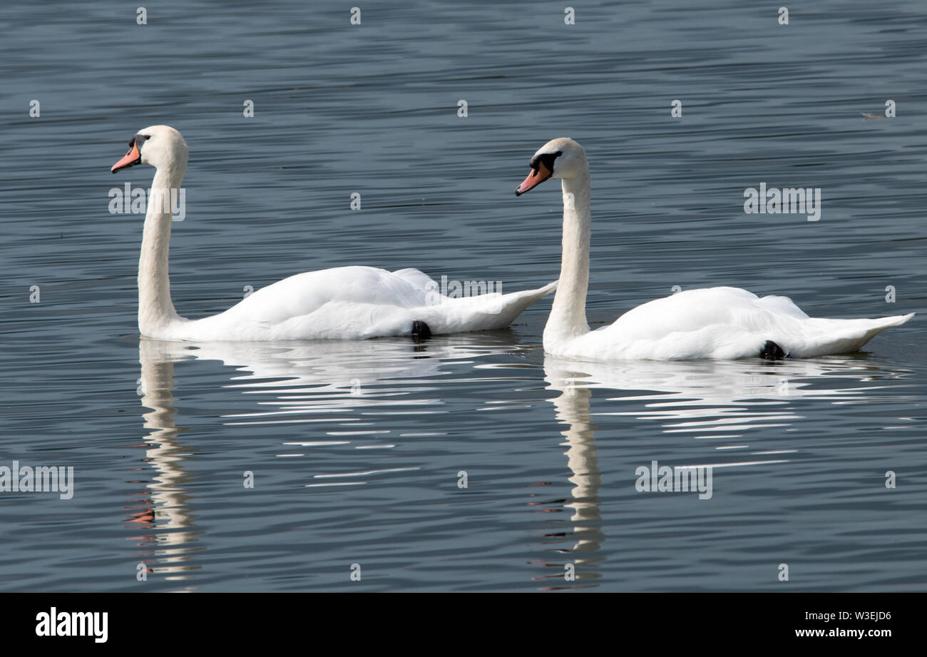 Mute swans pair up hi-res stock photography and images - Alamy