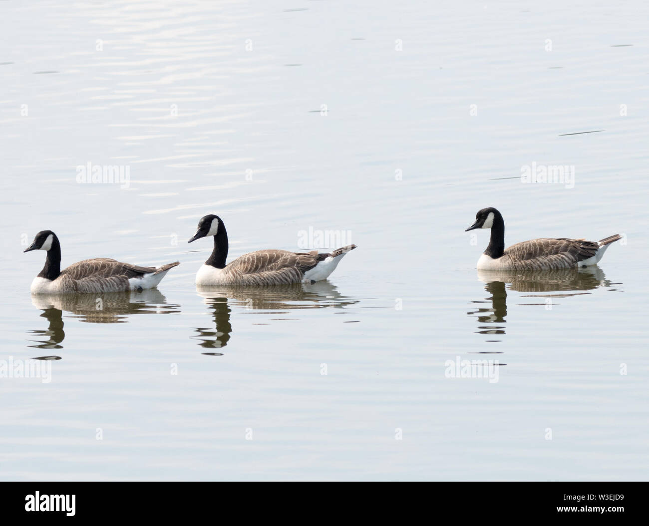 Flock of Canada Geese (Branta canadensis Stock Photo - Alamy