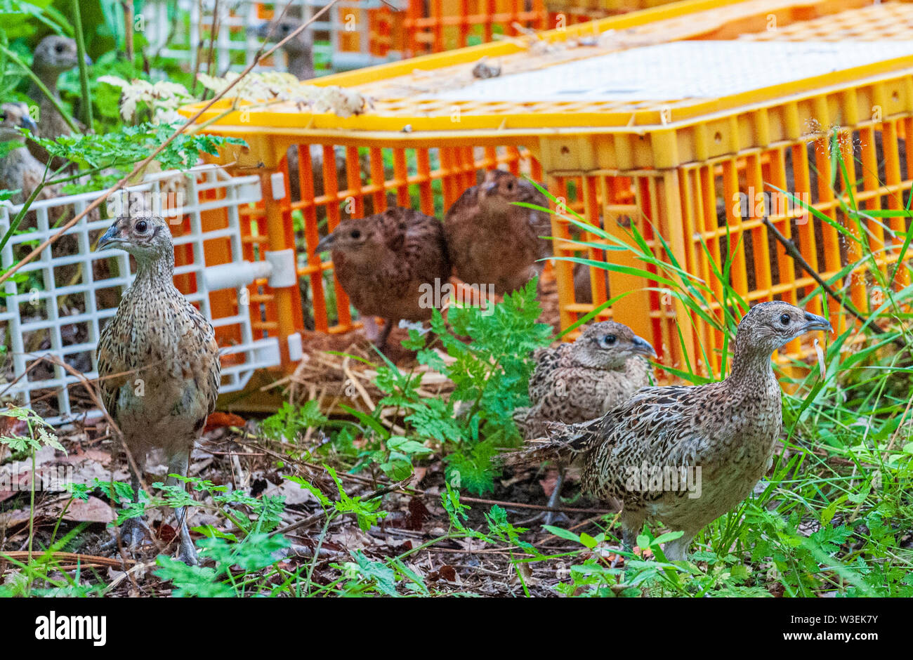 Seven week old young pheasants, (Phasianus colchicus) often called ...