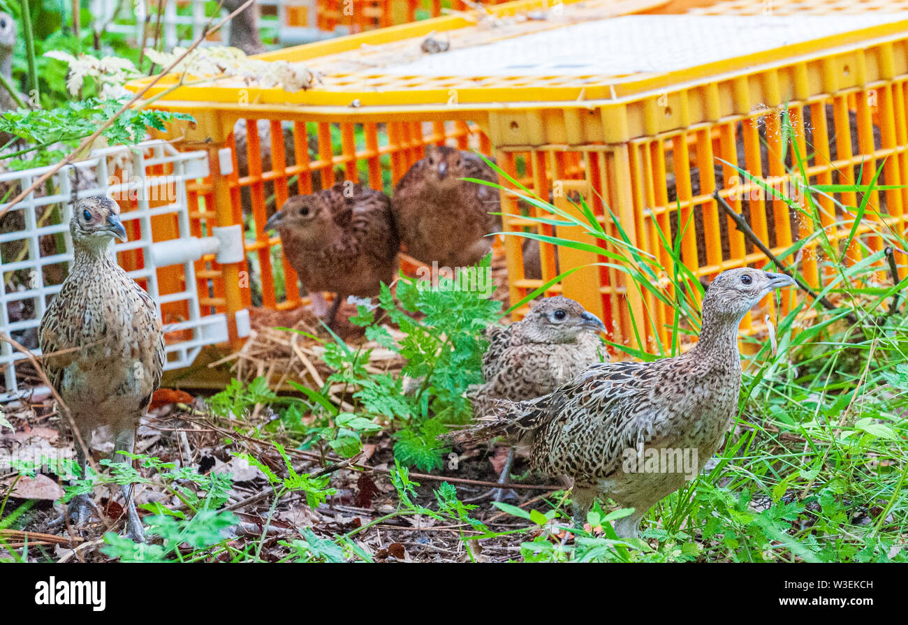 Seven week old young pheasants, (Phasianus colchicus) often called ...