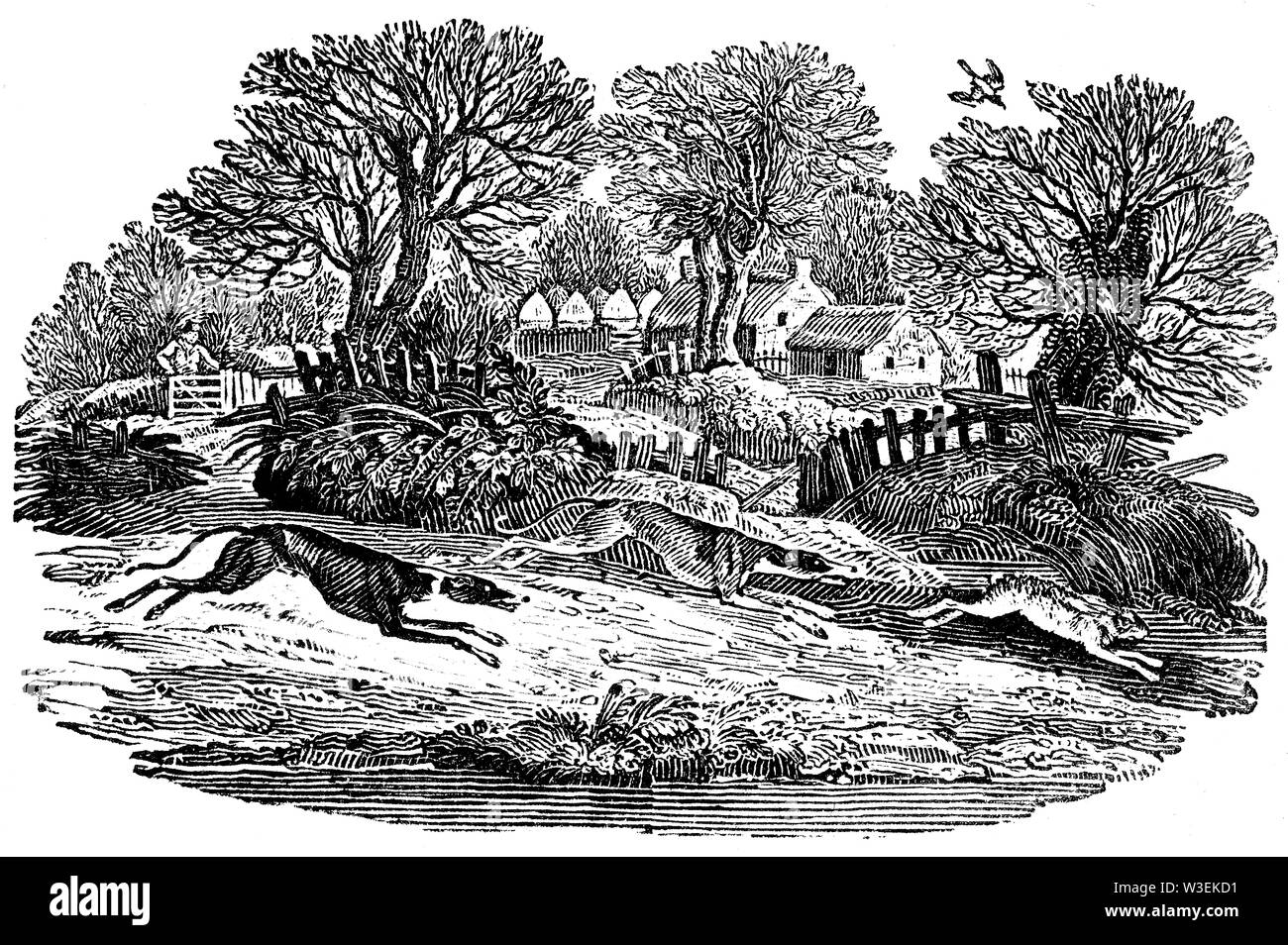Pastoral Tailpiece. Wood cut engraved illustration, taken from 'Thomas ...