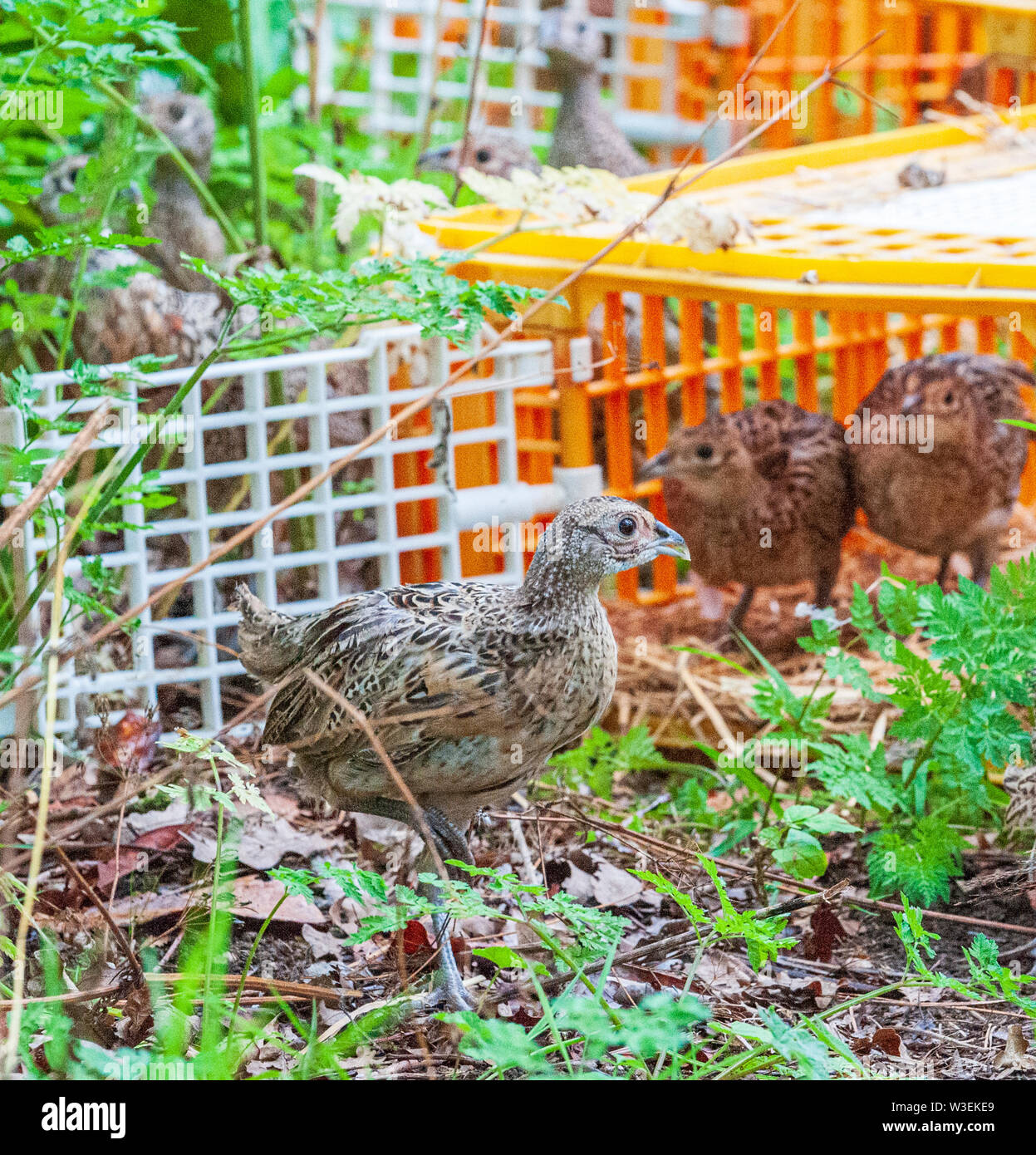 Birds Being Released Into The Wild High Resolution Stock Photography ...