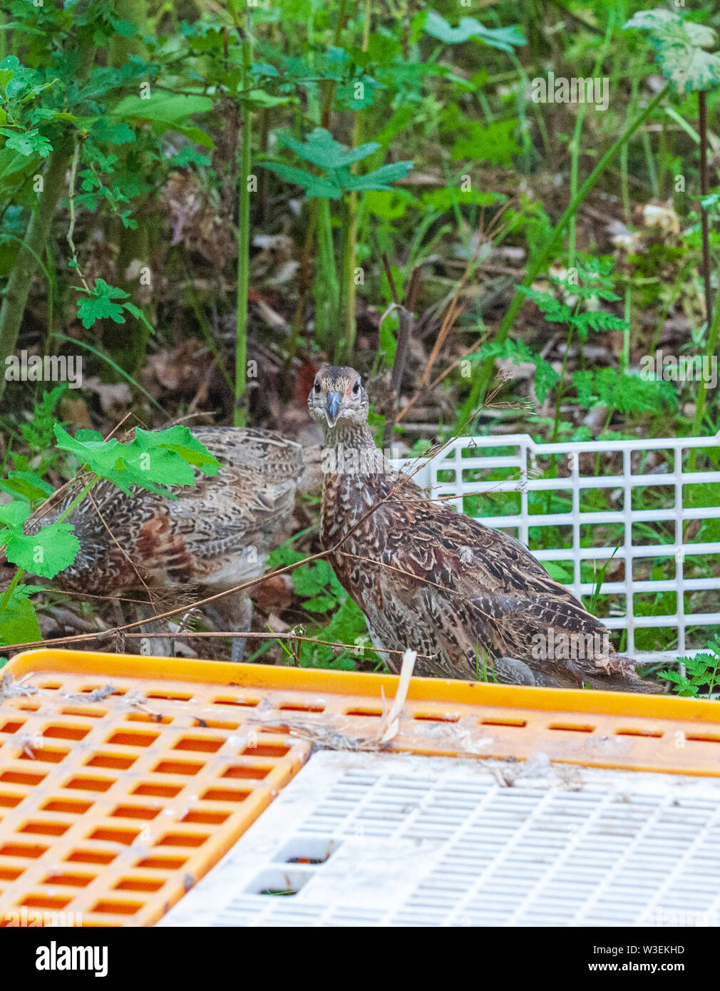 Seven week old young pheasants, (Phasianus colchicus) often called ...