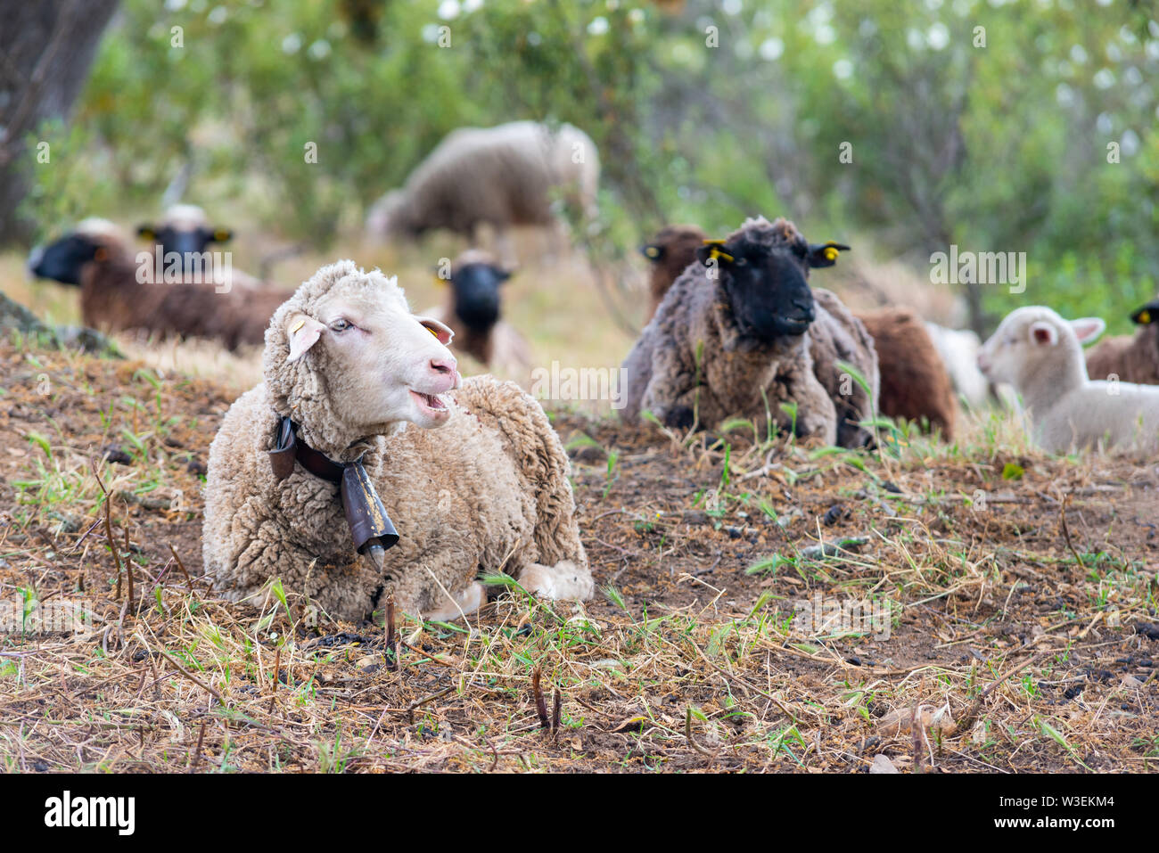 Sheep animal cowbell hi-res stock photography and images - Alamy